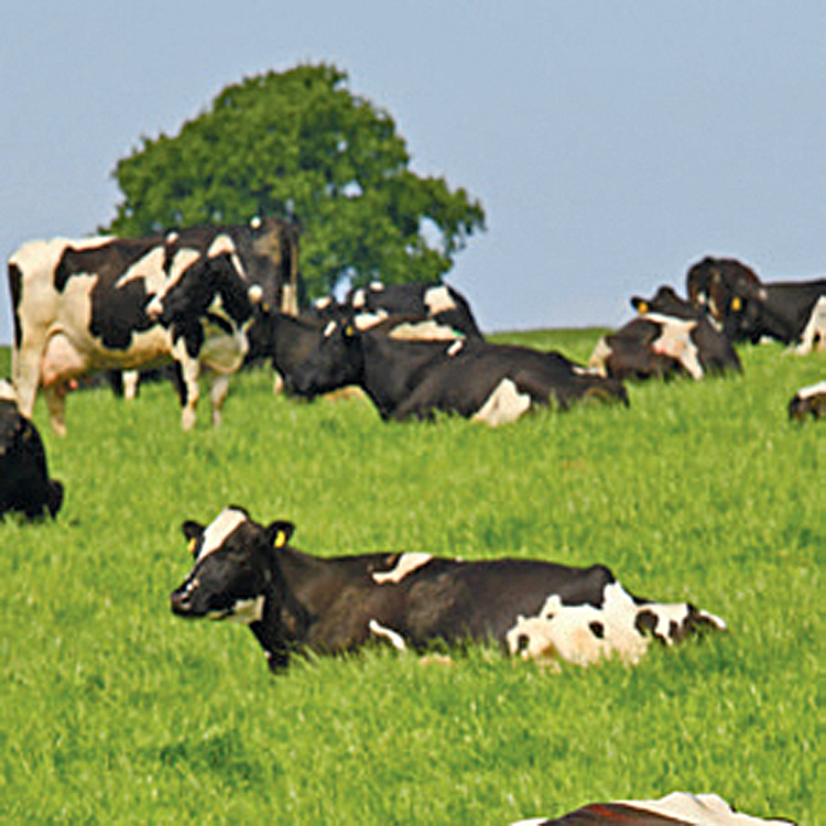 Adding a CAP to Your Farming Plan - Countryside